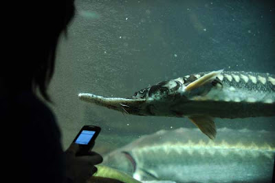 CRISTIAN NISTOR: PASTRUGA