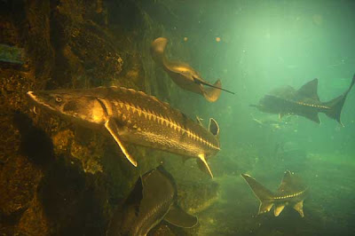 CRISTIAN NISTOR: MORUNUL