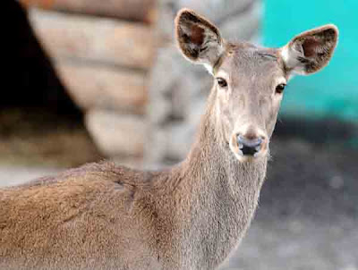 CRISTIAN NISTOR: CERBI