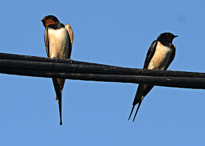 CRISTIAN NISTOR: RANDUNELE