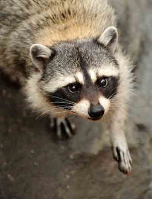 CRISTIAN NISTOR: RATONI