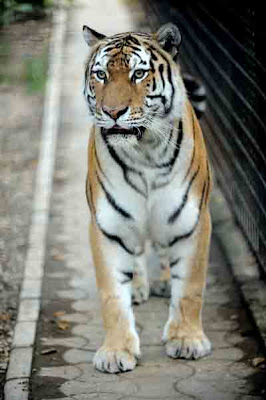 CRISTIAN NISTOR: TIGRU SIBERIAN