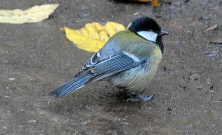 CRISTIAN NISTOR: STICLETE - FOTOGRAFII FACUTE DE BOGDAN VACULISTEANU