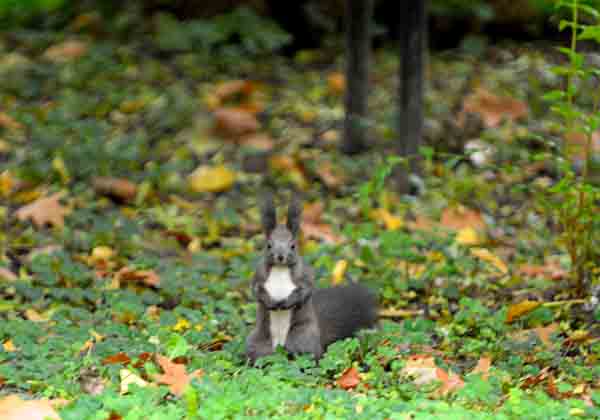 CRISTIAN NISTOR: VEVERITE - FOTOGRAFII FACUTE DE PRIETENUL MEU BOGDAN ...