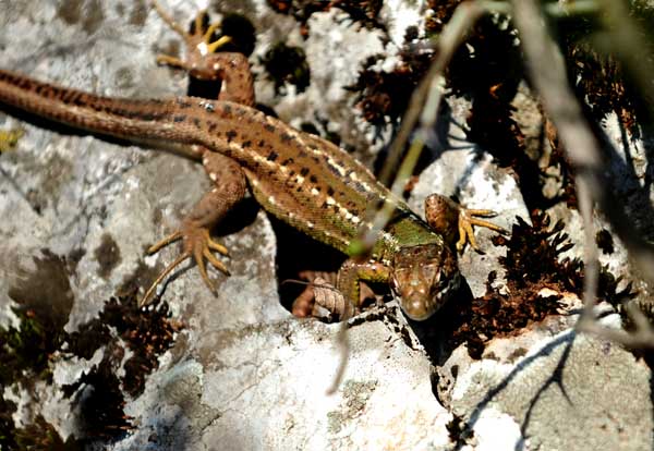 CRISTIAN NISTOR: SOPARLE