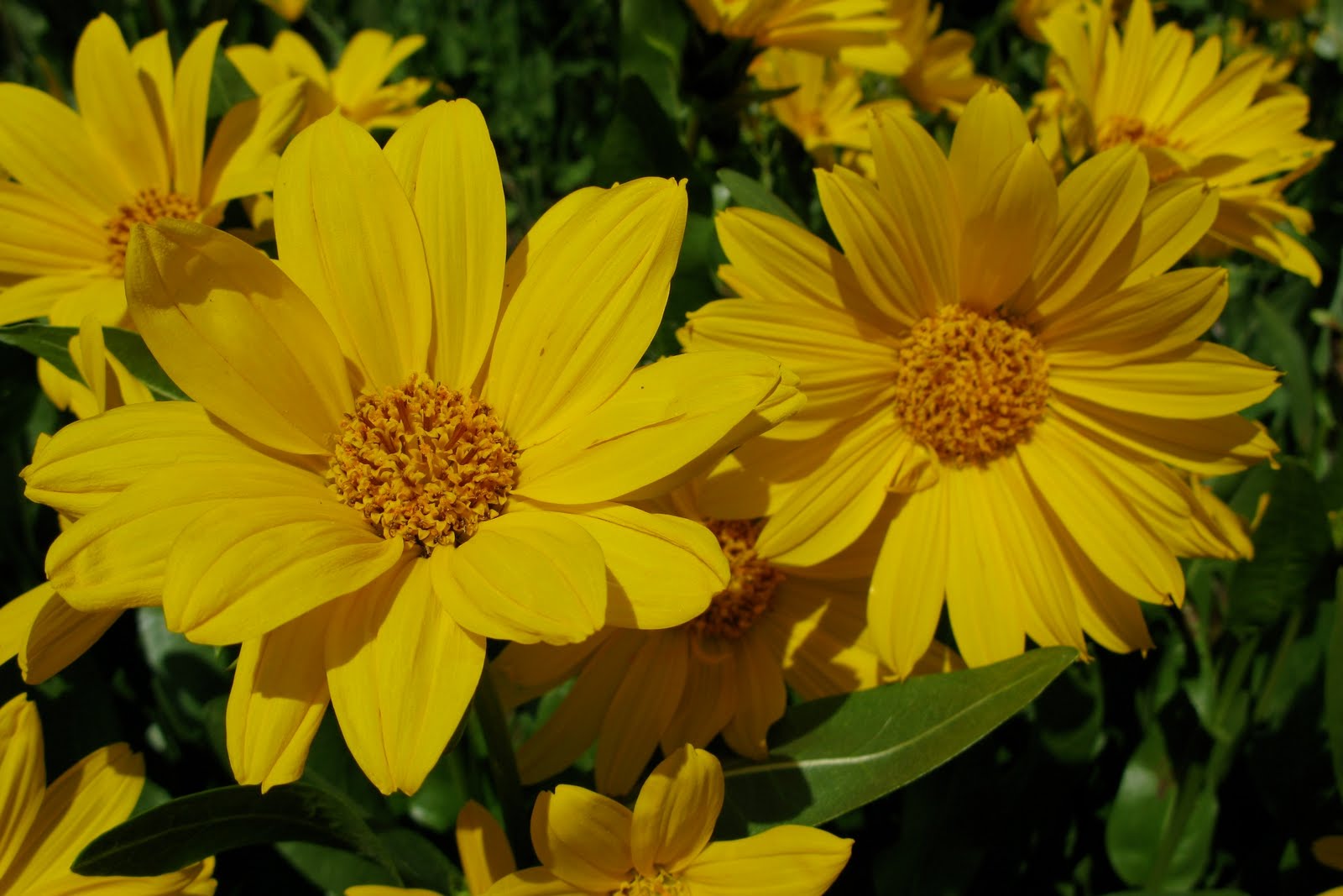 Jean Bjerke's Photo Blog: Island Park, Idaho