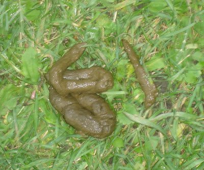Archer Vizsla: I am a pooping machine. Ha ha ha.