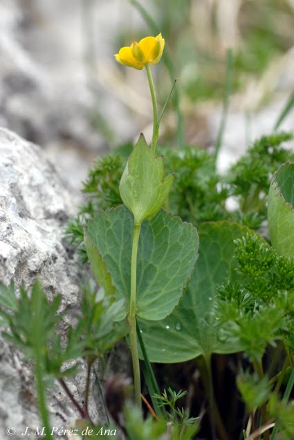 Macizo de Gorbeia: Ranunculus thora