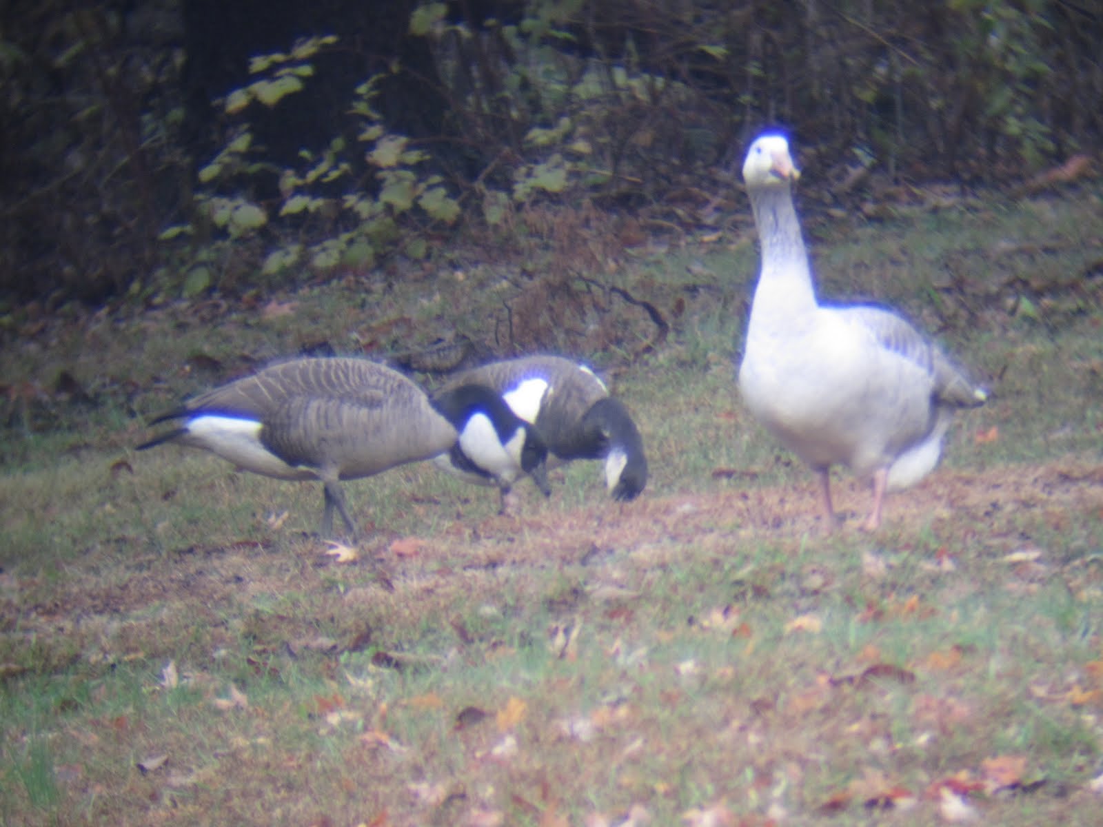 The Birdchaser: Crazy Geese