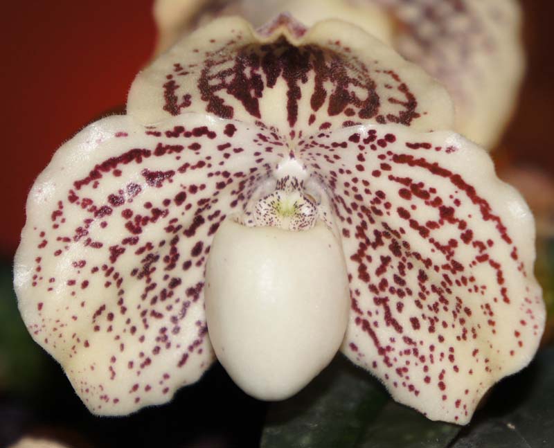 leuco leuco leuco and a deformed leuco | Slippertalk Orchid Forum