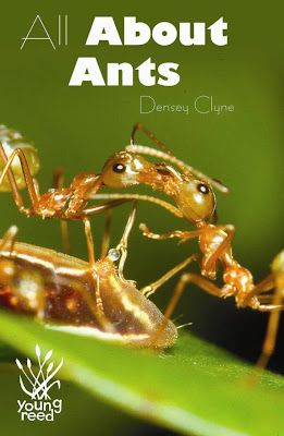 BunyipCo: New Book: All about Ants
