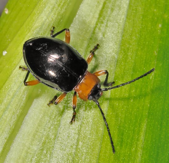 BunyipCo: April 2010