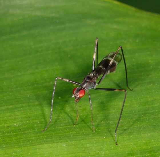 BunyipCo: April 2010