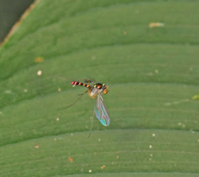 BunyipCo: April 2010