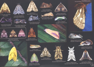 BunyipCo: “Mothology: Discover the Magic” a new book by Buck Richardson