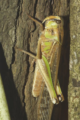 BunyipCo: Insects on the move