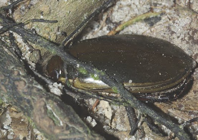 BunyipCo: Insects on the move