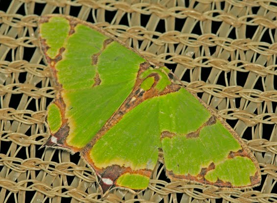 BunyipCo: A Moth Night!