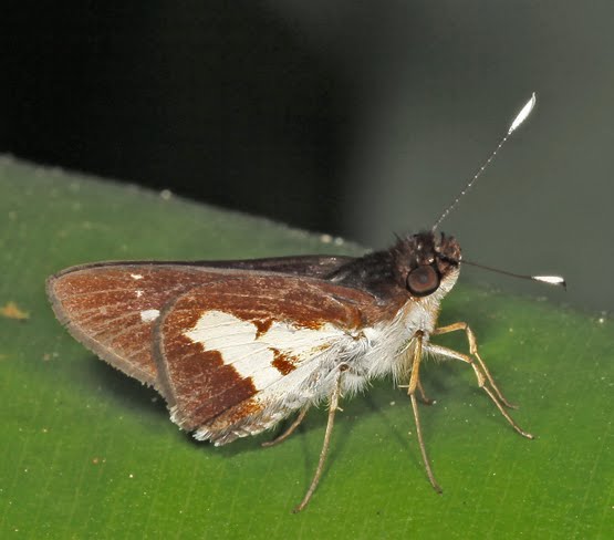 BunyipCo Skippers bunyipco-skippers