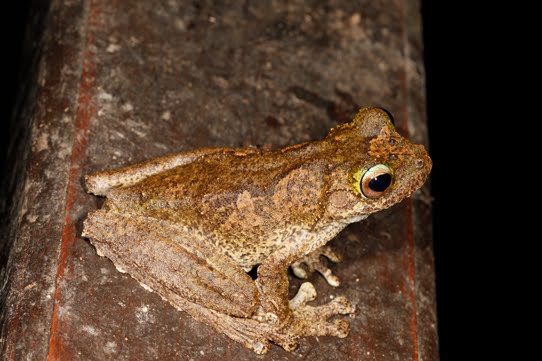 BunyipCo: August 2010