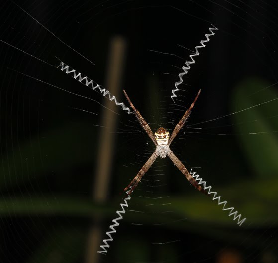 BunyipCo: September 2010