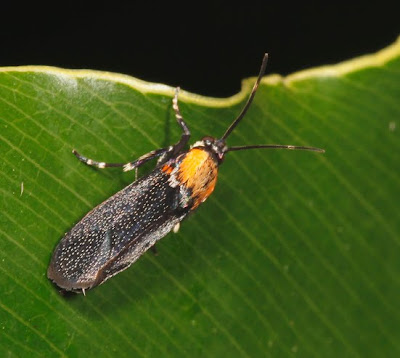 BunyipCo: September 2010