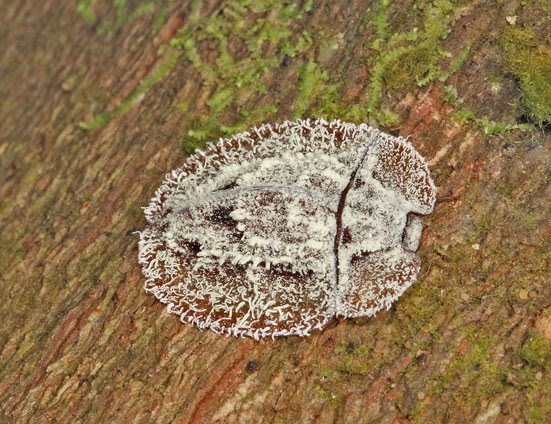 BunyipCo: October 2010