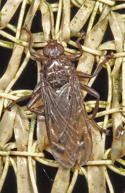 BunyipCo: Louse Flies!