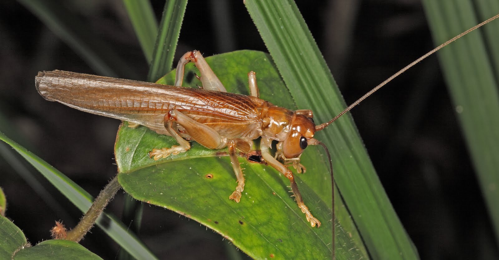 BunyipCo: January 2011