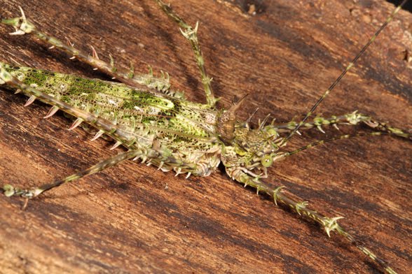 BunyipCo: January 2011