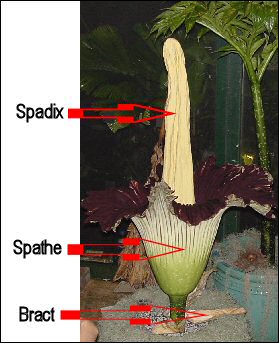 BunyipCo: January 2011