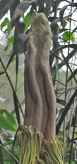 BunyipCo: January 2011