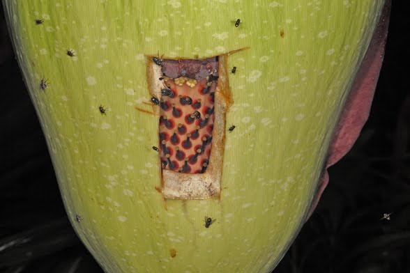 BunyipCo: January 2011