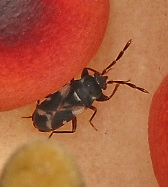 BunyipCo: January 2011