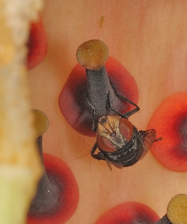 BunyipCo: January 2011