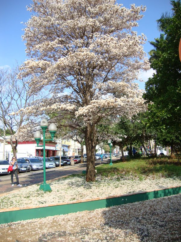 Leve Devaneio: Admire o Ipê, respire o Ipê, viva o Ipê!