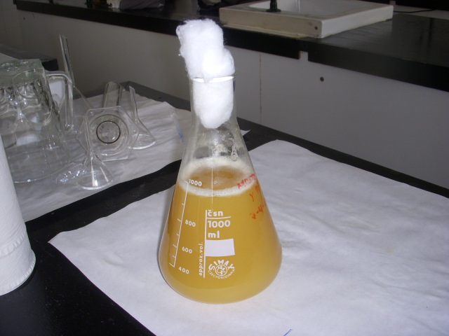 Ciclo Formativo G.Superior Vitivinicultura: Nuestros mostos greip y ...