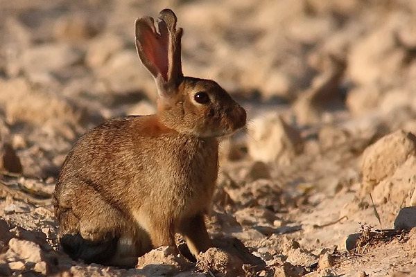 10 MINUTOS CON DIOS: Cuatro animales de los mas sabios