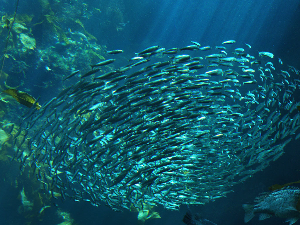 Mi paso por esta dimension, planeta: Tierra: Cardumen
