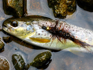 New fly-fishing method that uses hookless flies tied on flexible ...