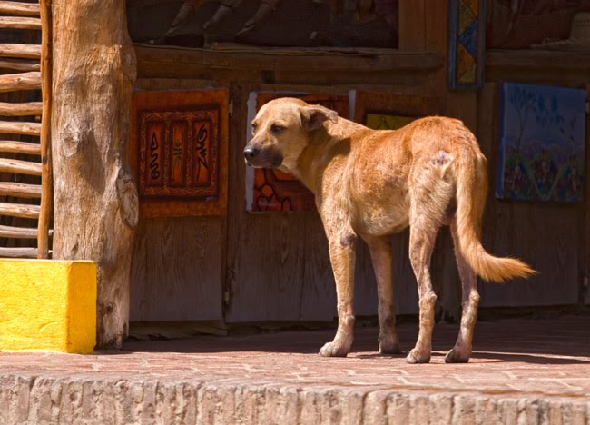 Are you a Primitive Dog fan?: Street dogs of Santo Domingo, revisited