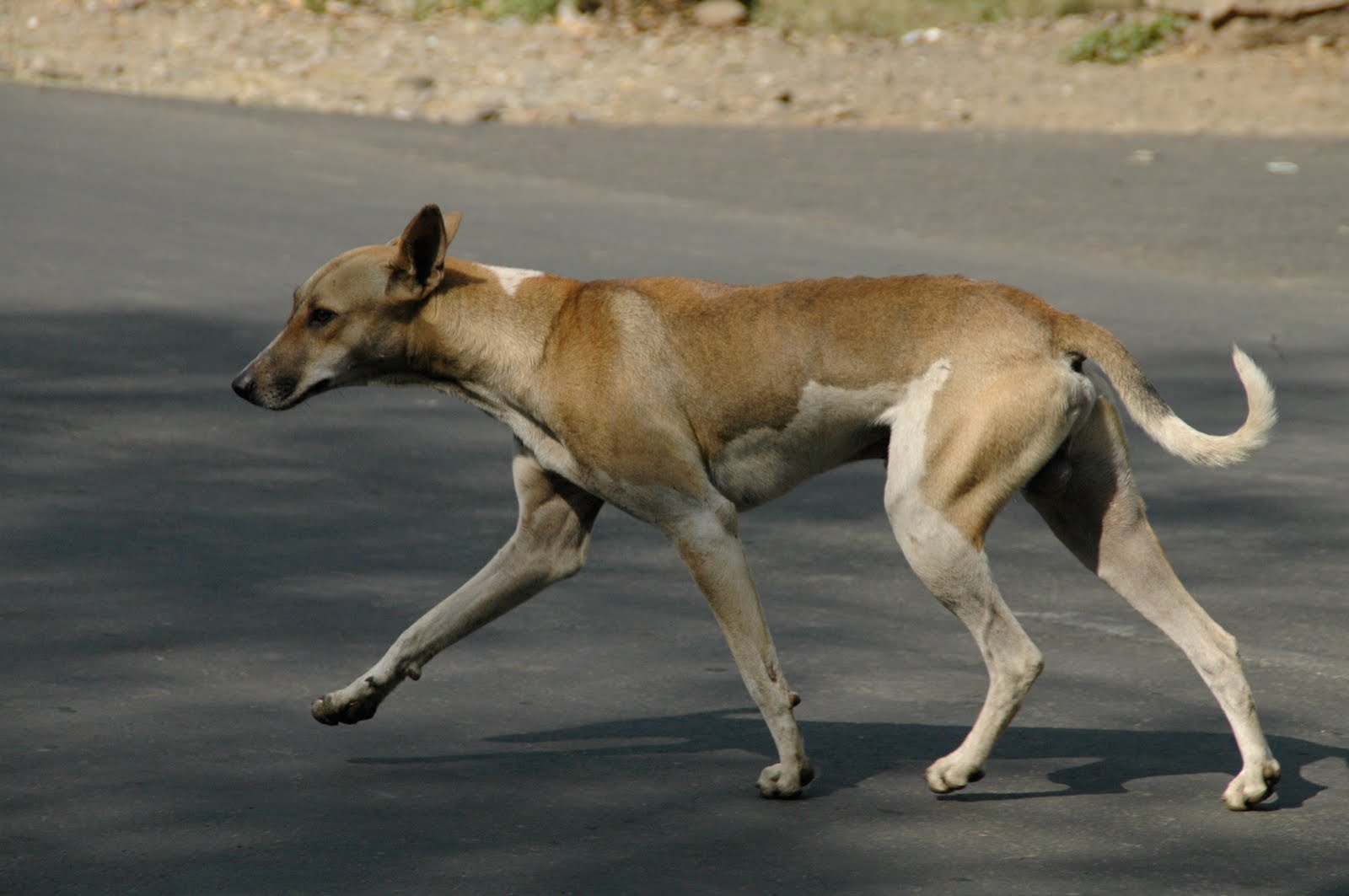 Indian Dog Breeds - Dog Breeds