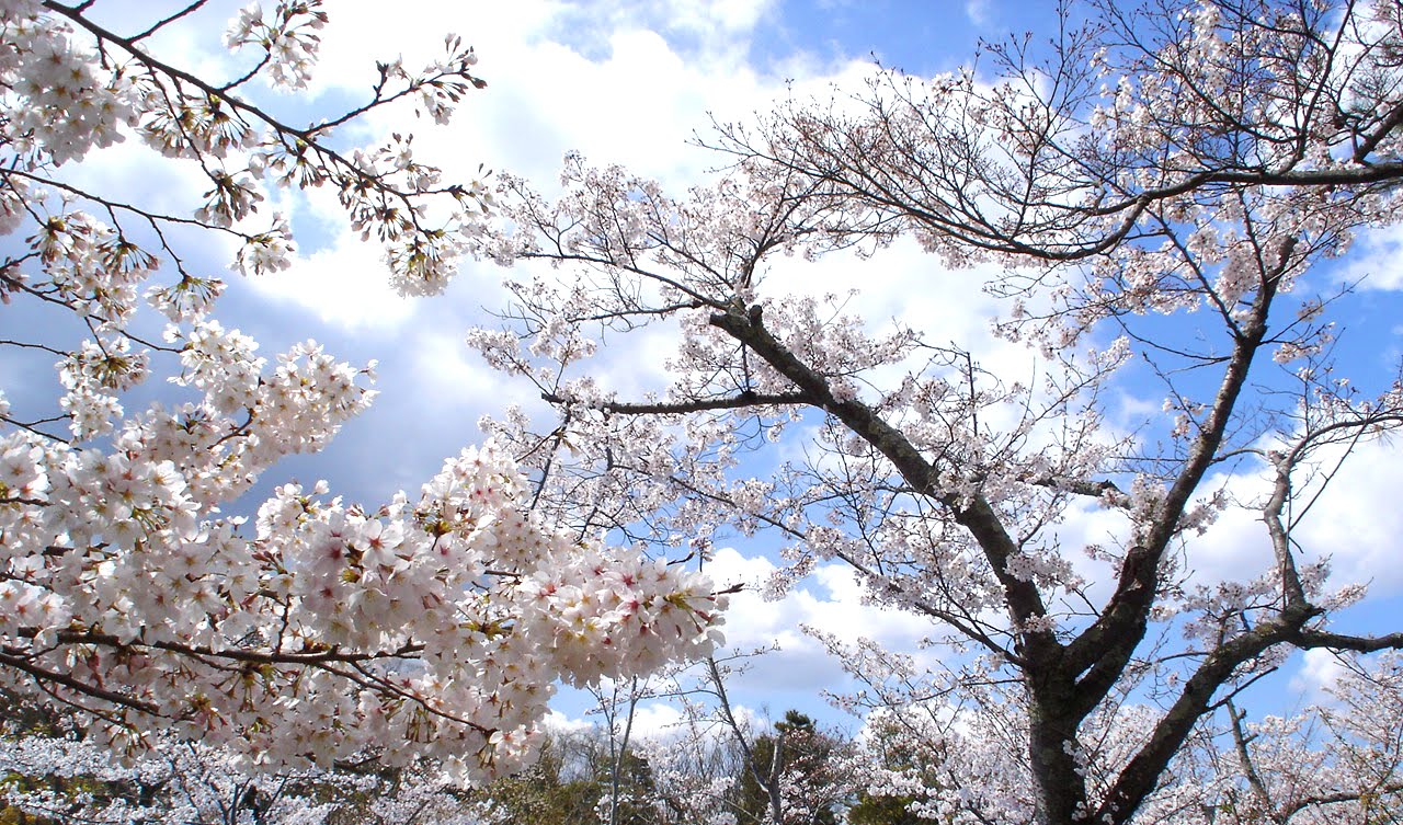 Best place to visit around the world: Kyoto "The Most Beautiful ...
