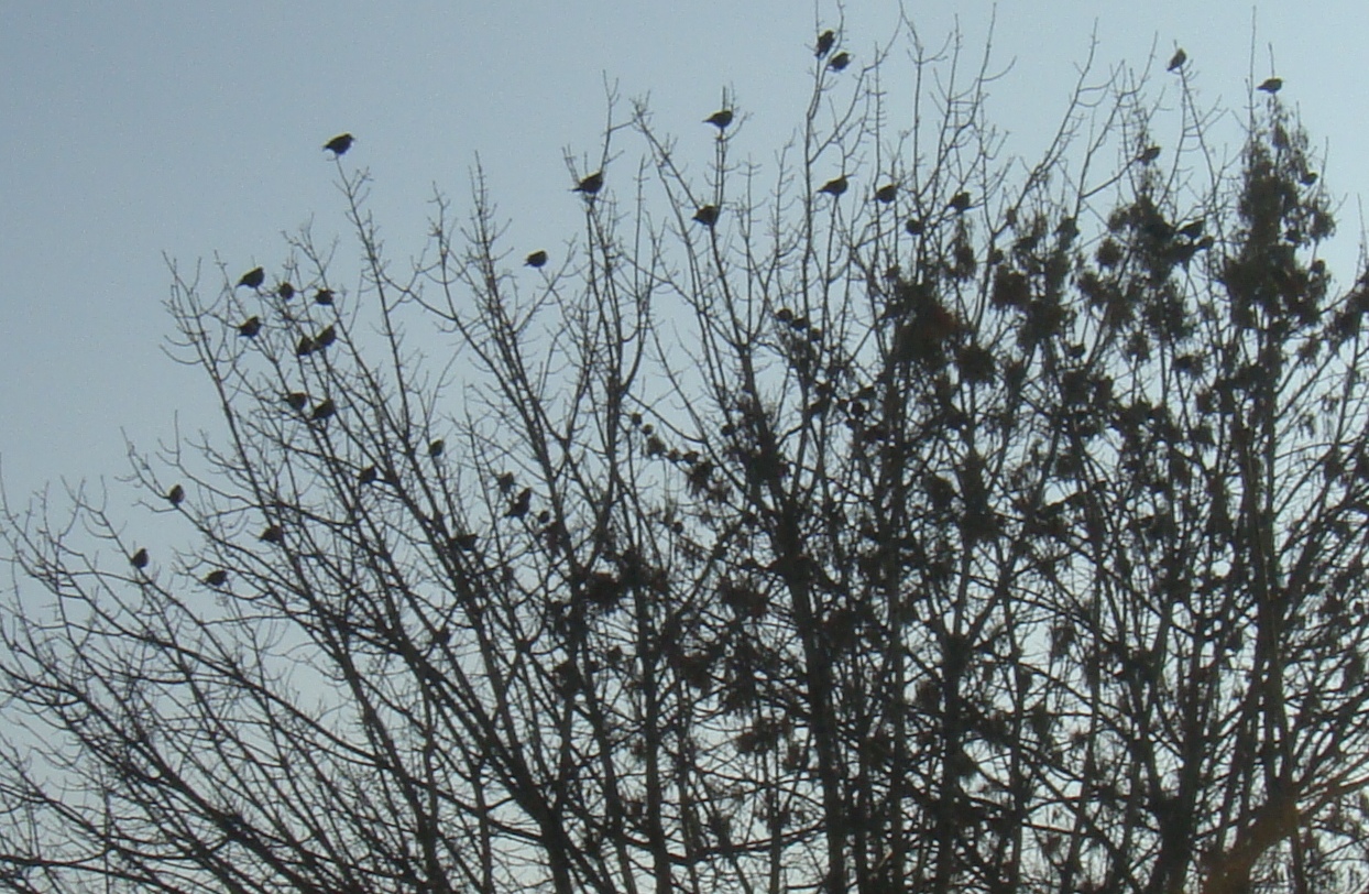 VALURILE DUNĂRII: Modificarea comportamentului pasarilor in functie de ...