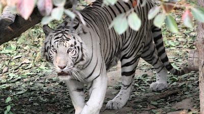 Beijing Zoo- Experience the Wonders of the Animal Kingdom | Beijing ...