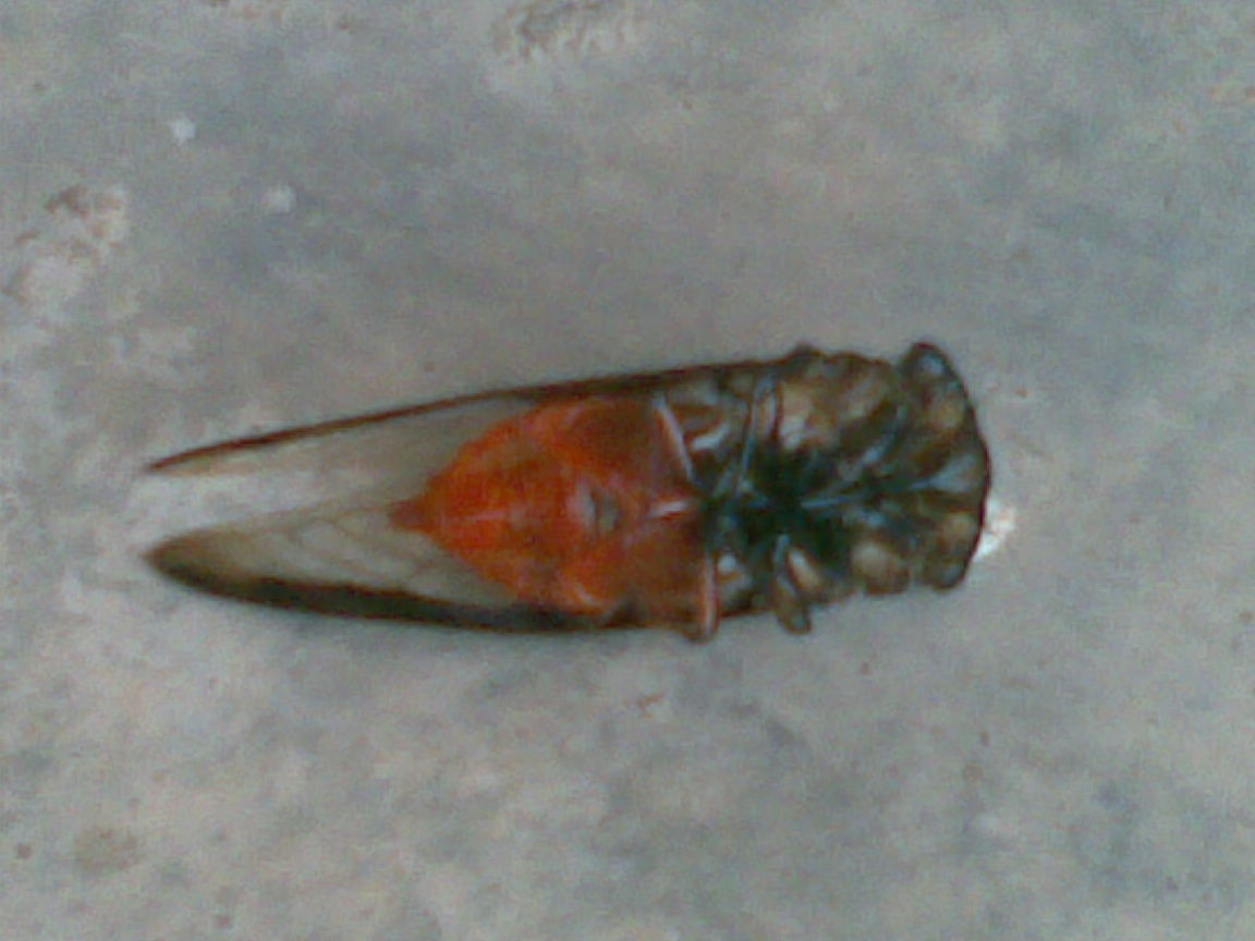 Riang Riang ~! | Gombak Mali