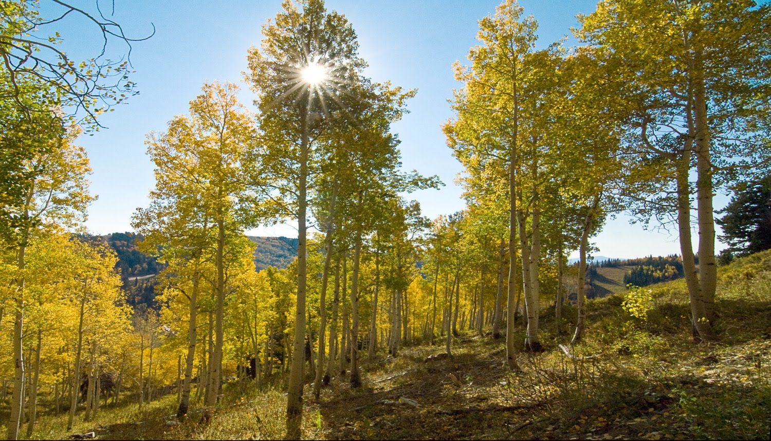 Utah Fall Color Watch: Ogden Valley Fall Colors