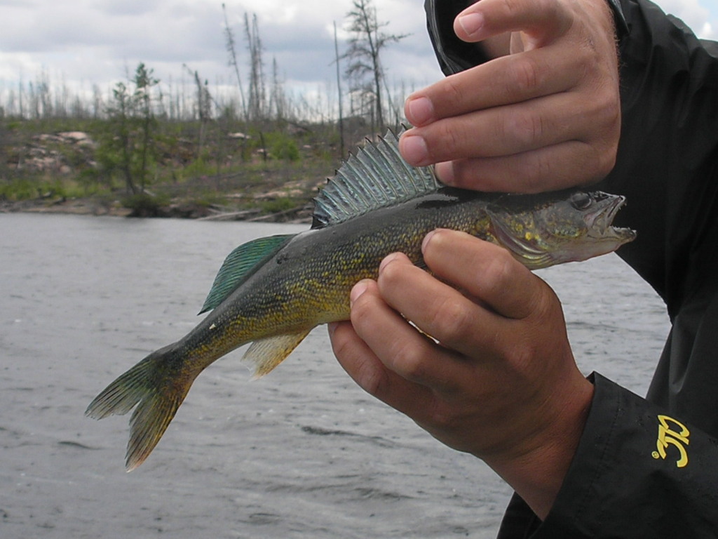 More pics from the Peters on Loree Lake | Amik Outposts