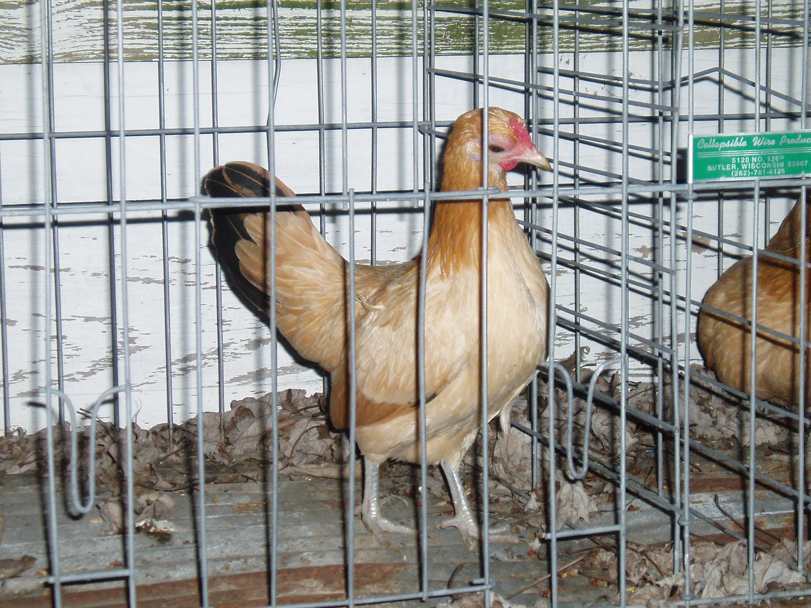 K&S Waterfowl: Nankin Bantams