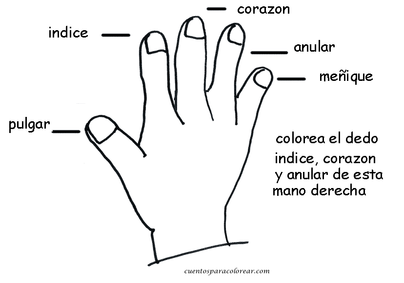 El cuerpo humano: Las manos